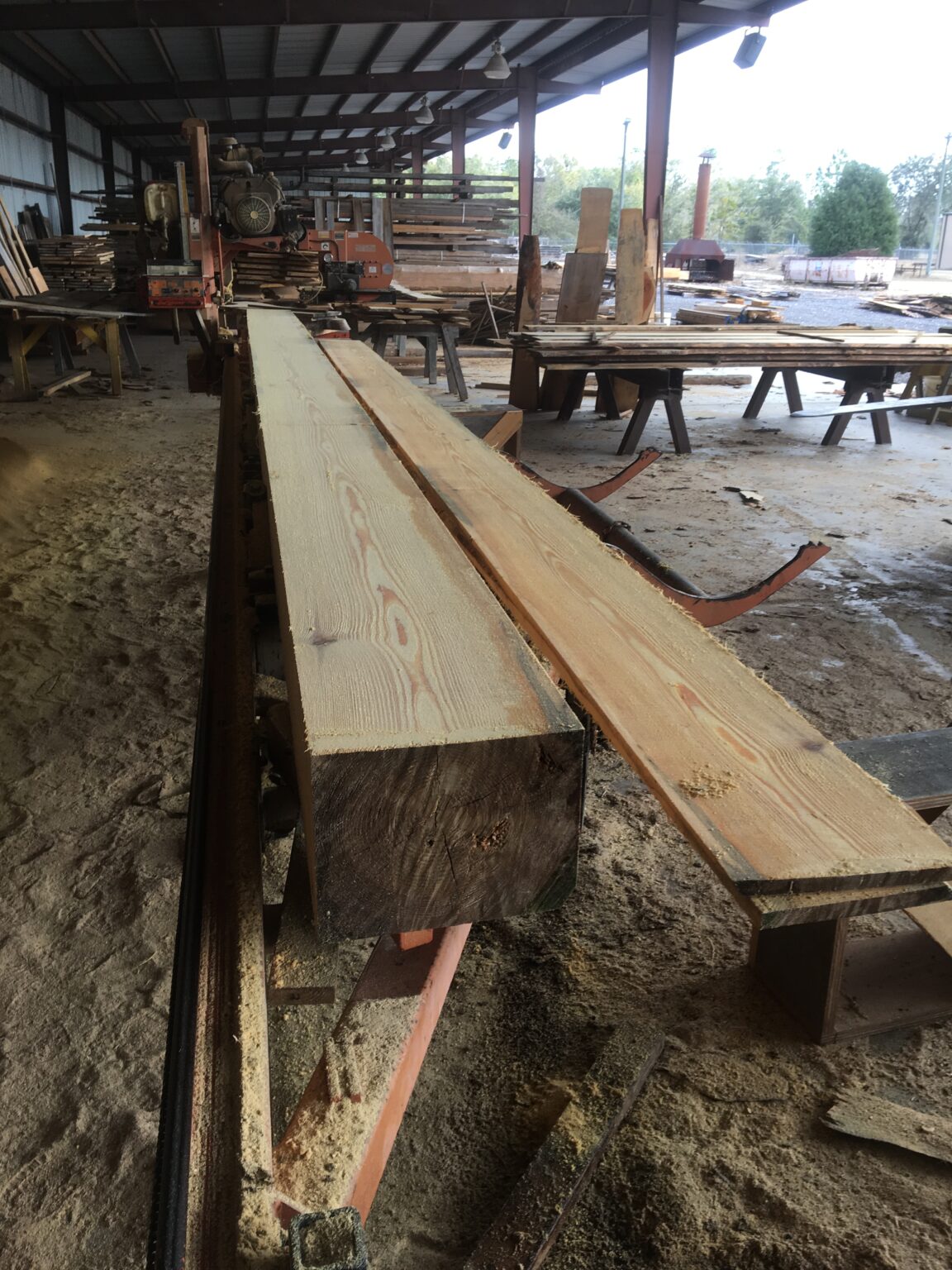 What is Camphor wood? - Strength of the Past